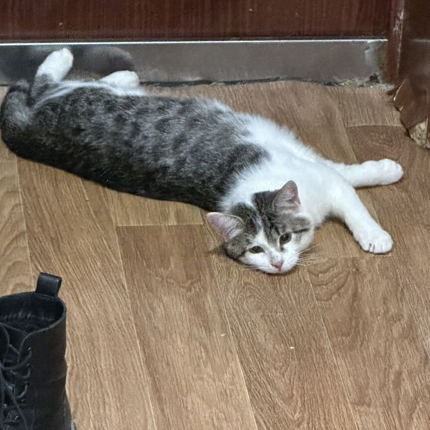Котята в добрые руки бесплатно