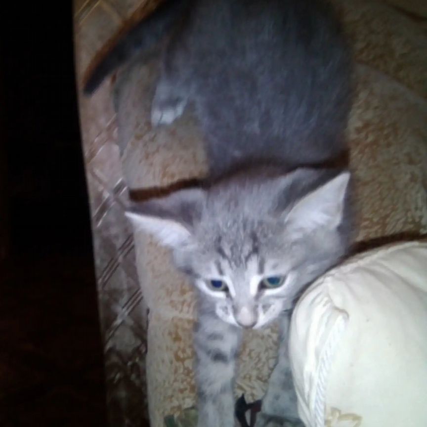 Сибирский котёнок