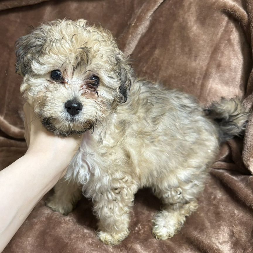 Мальтипу, щенок