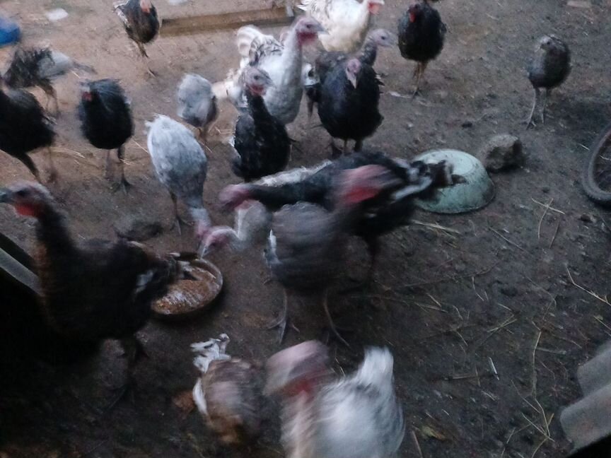 Индюки домашние прошлогодние