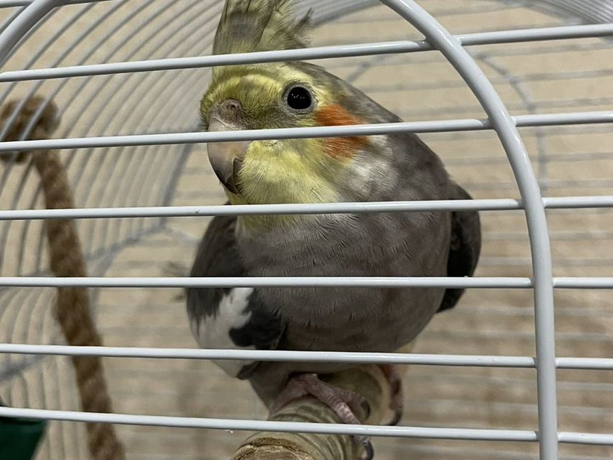 Попугай корелла с клеткой