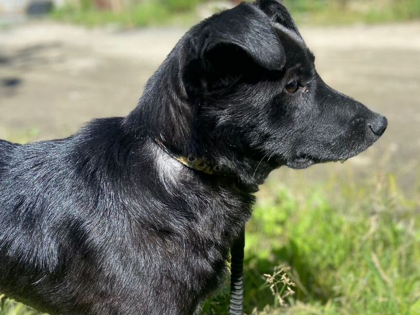 Собака в добрые руки