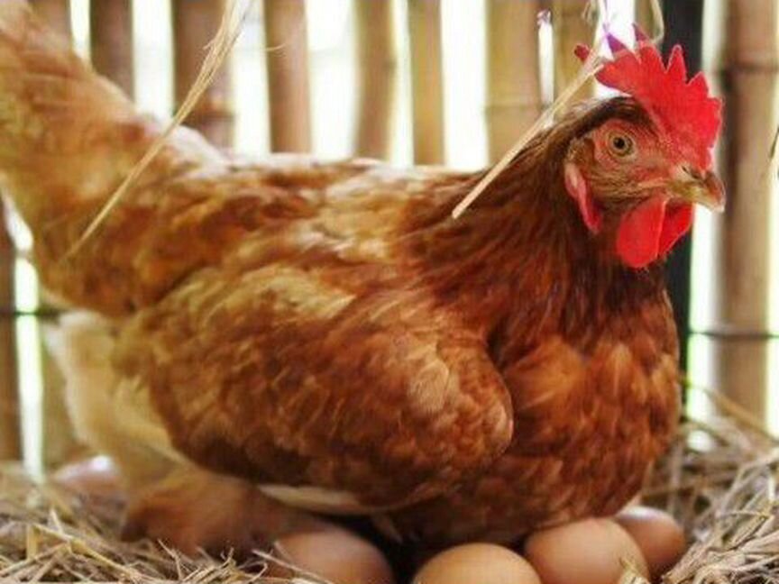 Куры несушки