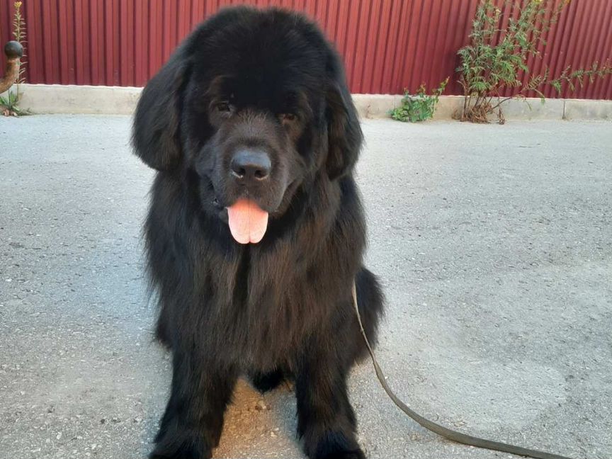 Вязка Ньюфаундленда