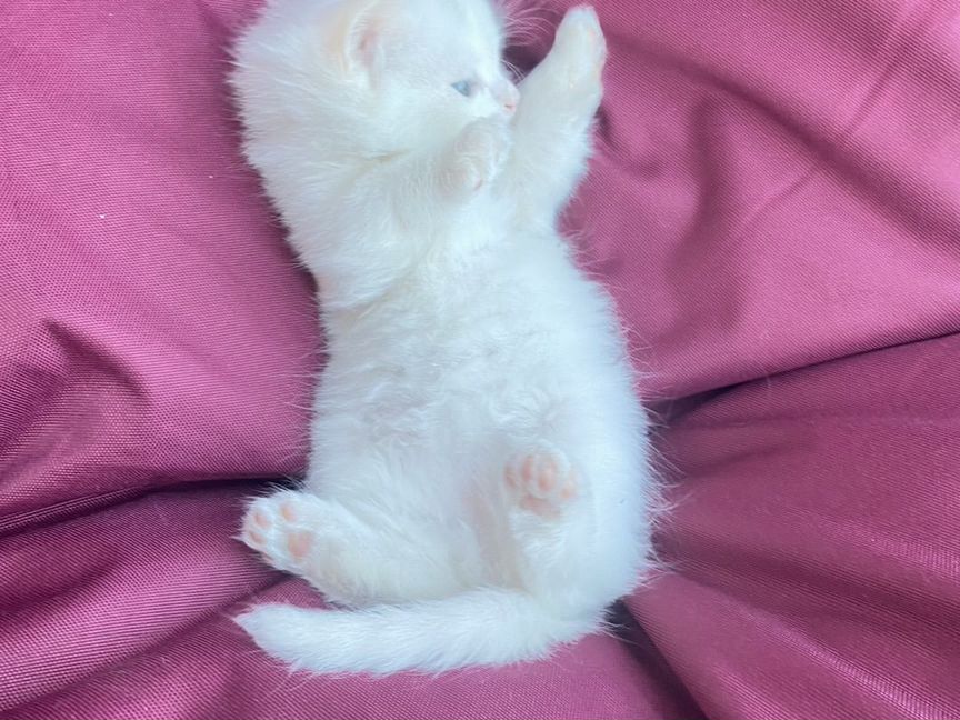 Котята турецкой ангоры