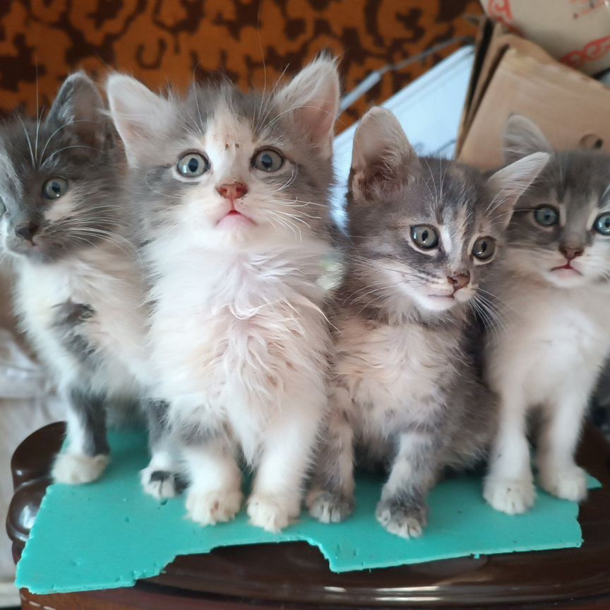 Котята в добрые руки