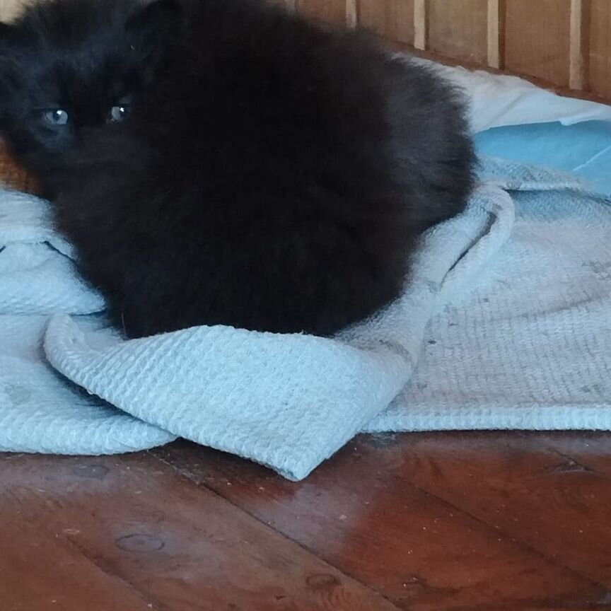 Котятки с доставкой