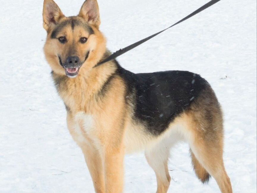 Собака Ася в хорошую семью бесплатно