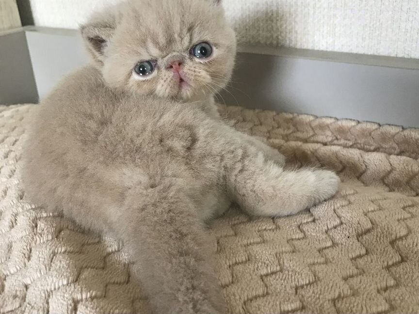 Экзотический котик