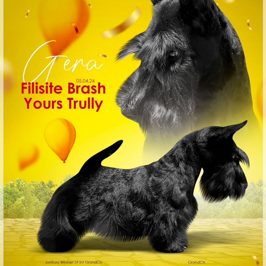 Шотландский терьер щенки(скотчтерьер)