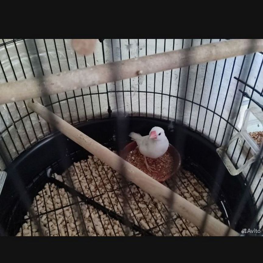 Рисовая амадина