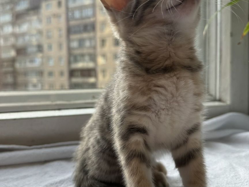 Бенгальская кошечка (серебро)