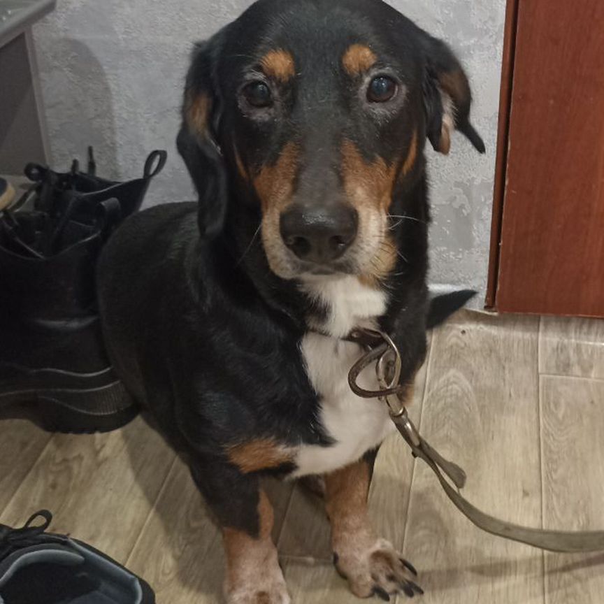 Такса, взрослый пёс