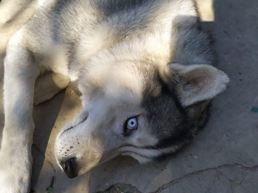 Вязка хаски