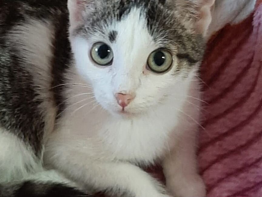 Котик