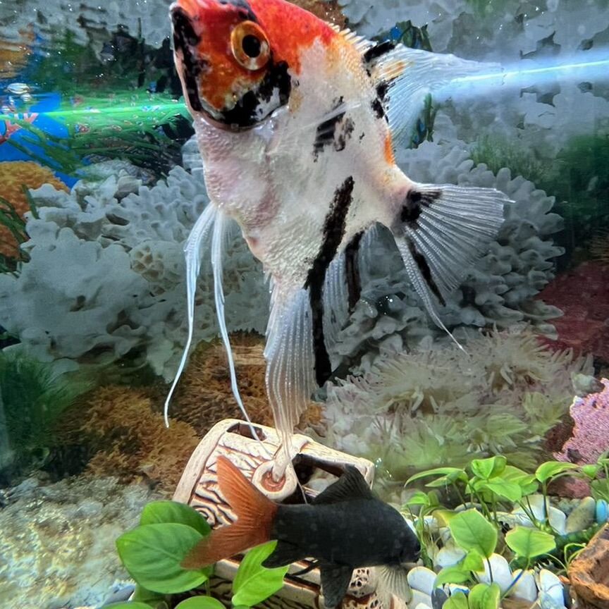 Аквариум с рыбками