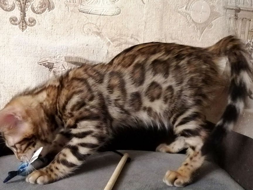 Бенгальские котята