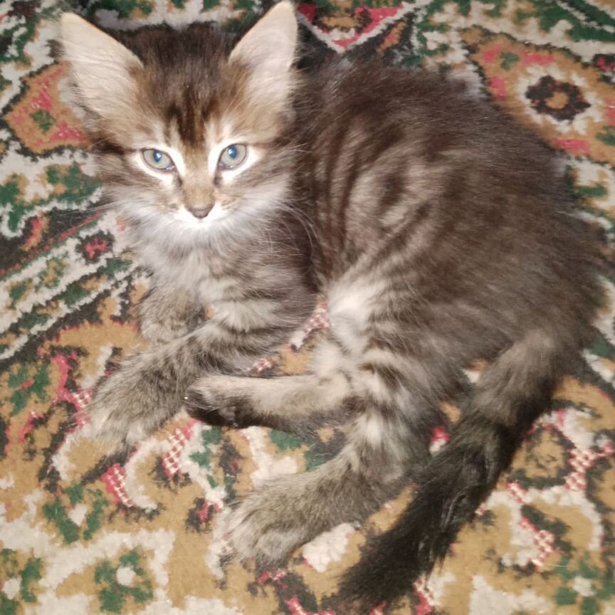 Котята отдам бесплатно