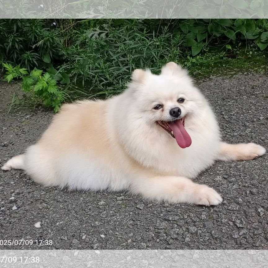 Немецкий шпиц, взрослая собака