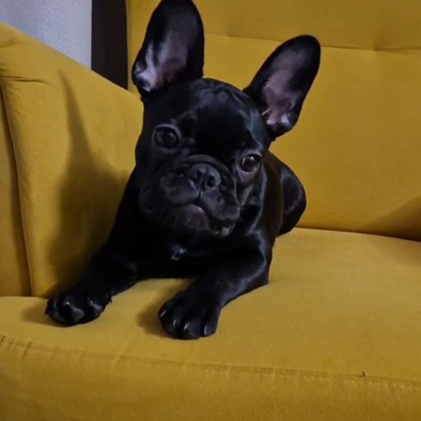 Французский бульдог, щенок