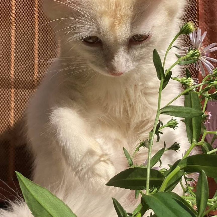 Котята в добрые руки мальчики