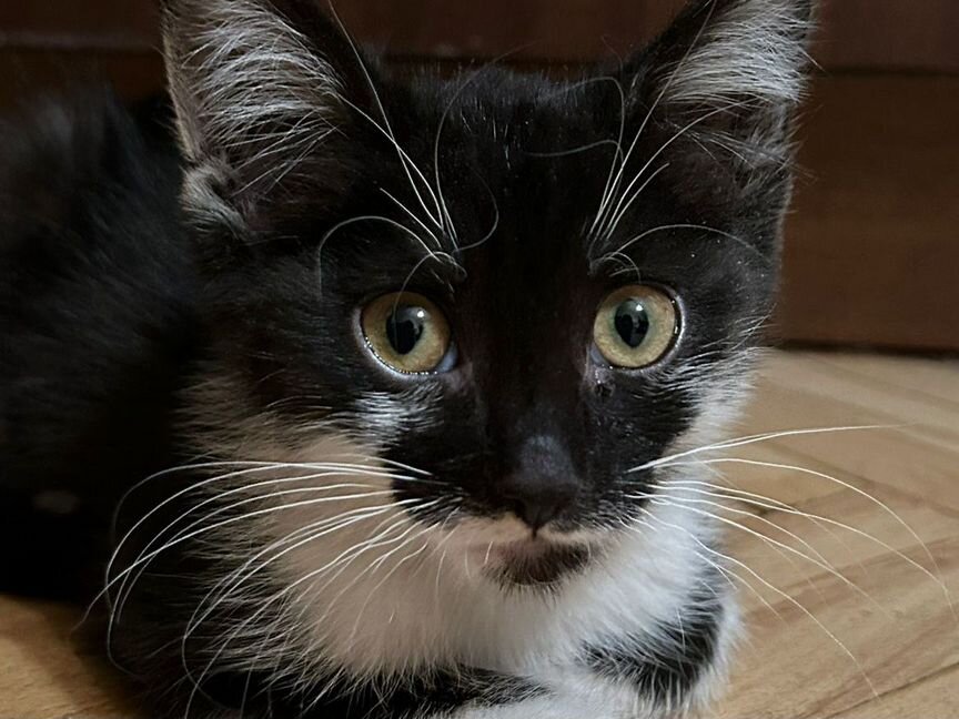 Котенок из хорошей семьи