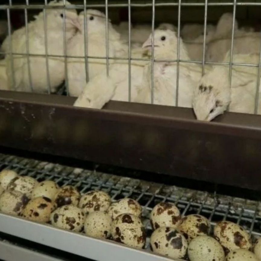 Перепелка несушка