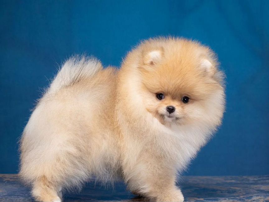 Померанский шпиц мини