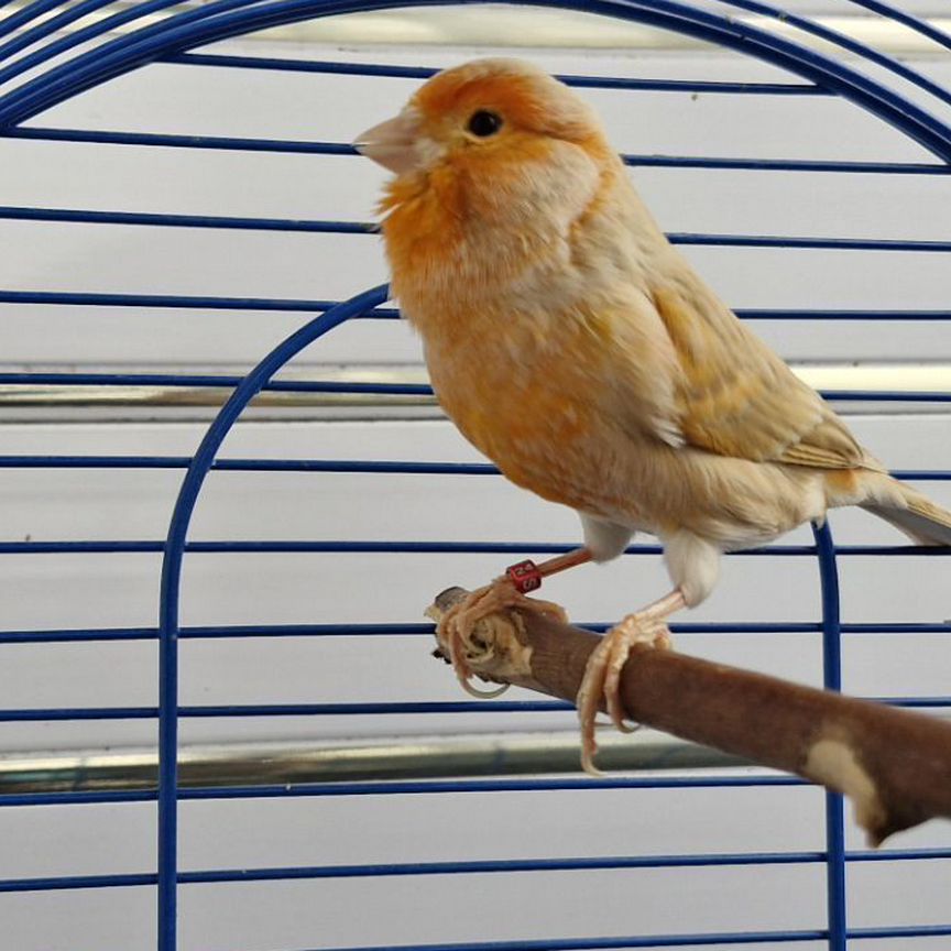 Кенарь (канарейки)