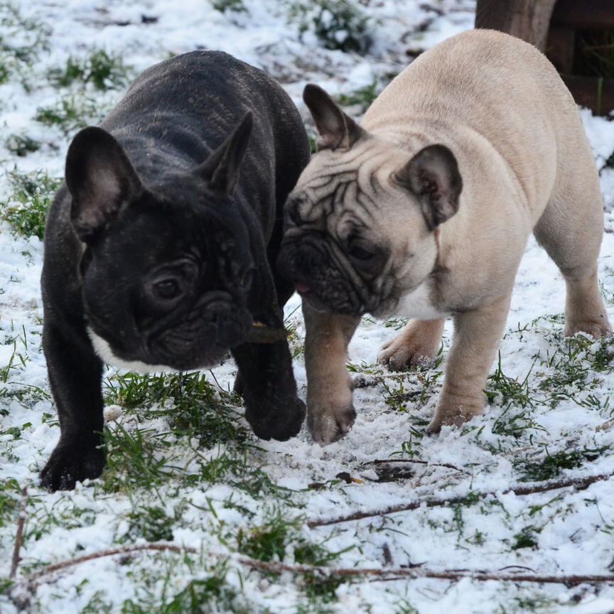 Французский бульдог, щенок