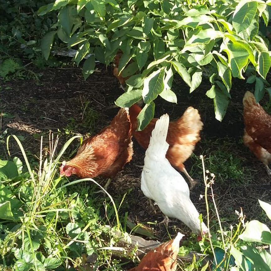 Куры несушки продам