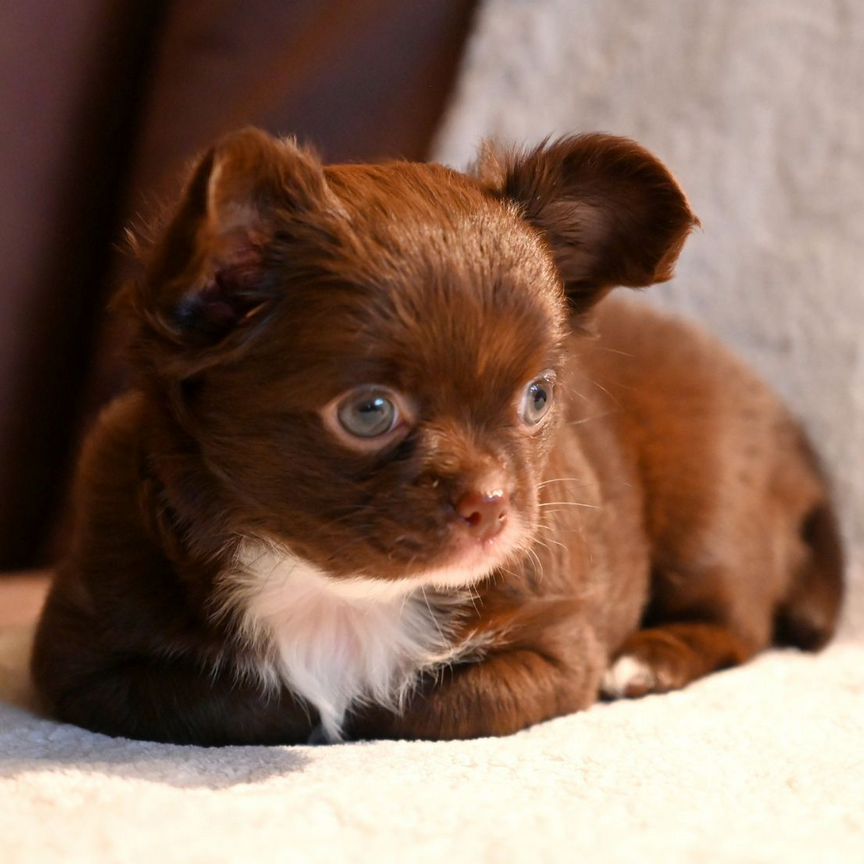 Чихуахуа, щенок