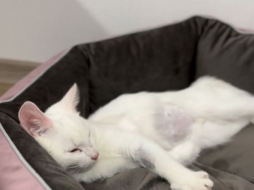 Котёнок Ори
