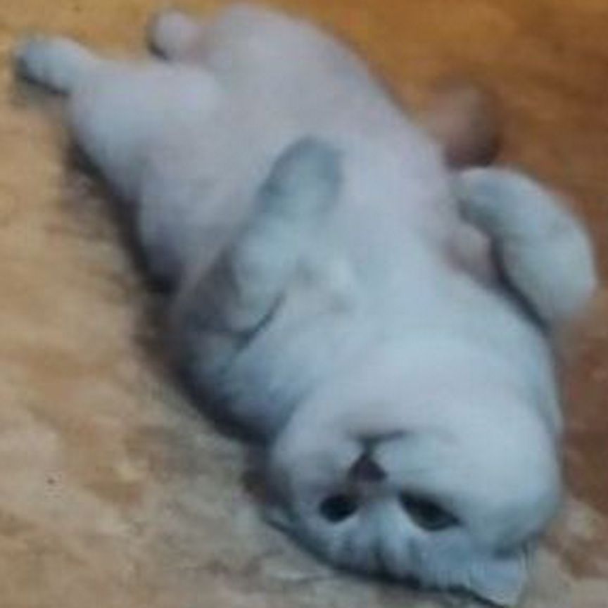 Кошки