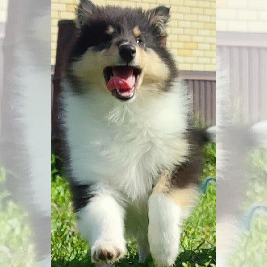Колли, щенок