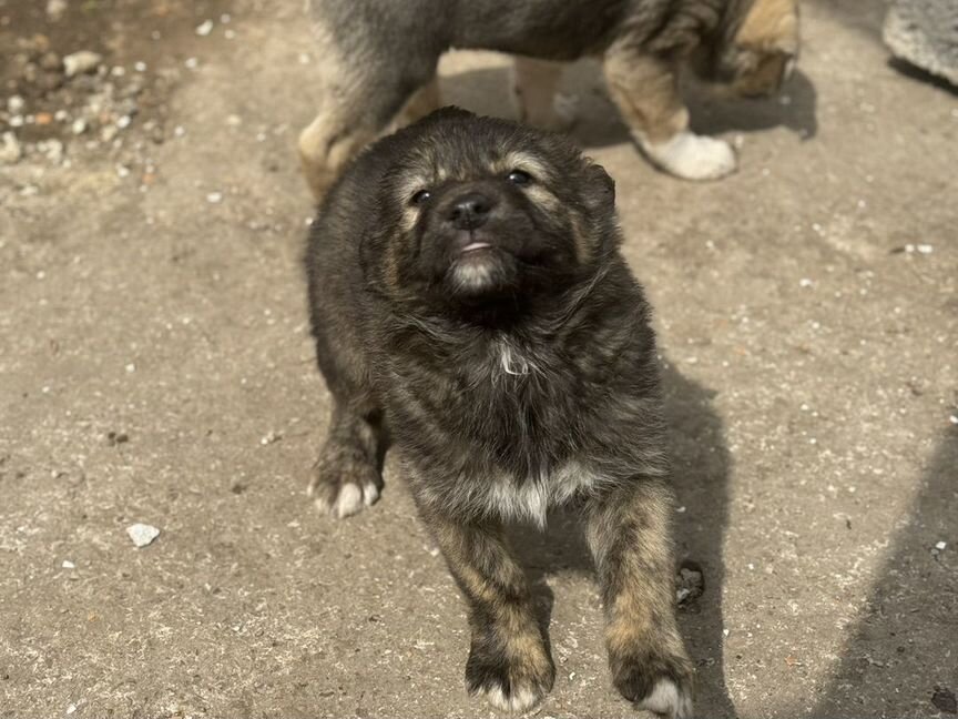 Собака