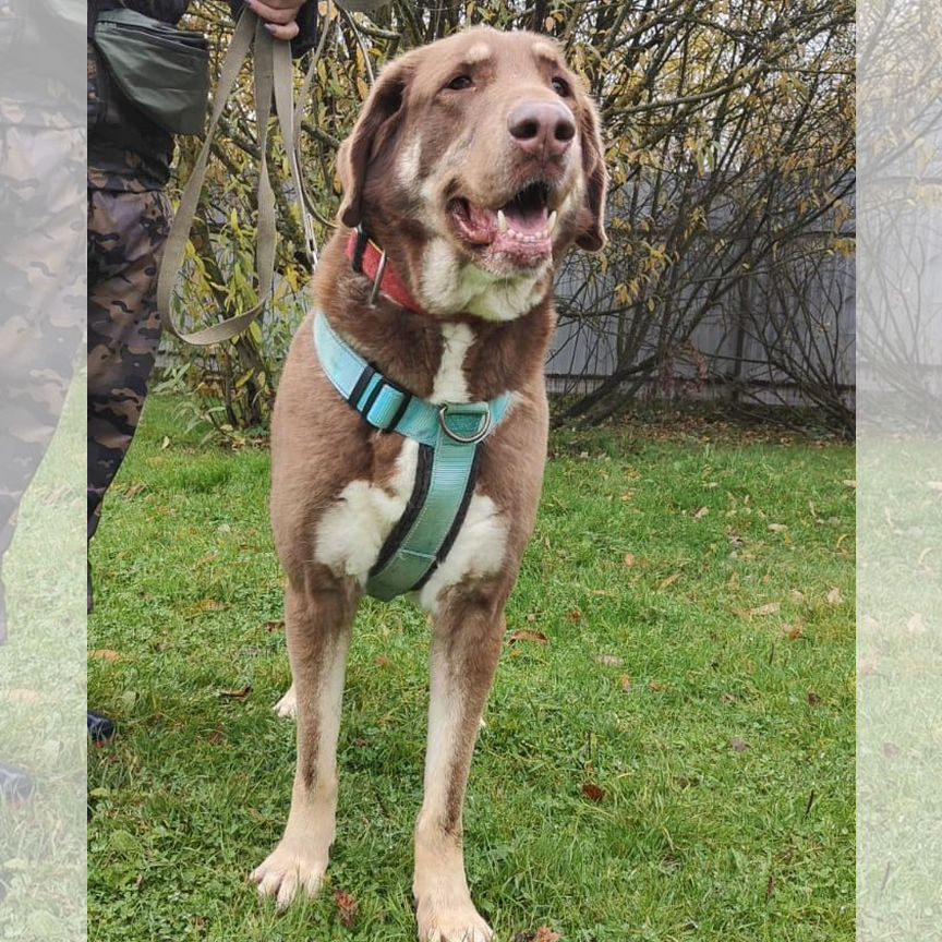 Лабрадор-ретривер, взрослая собака