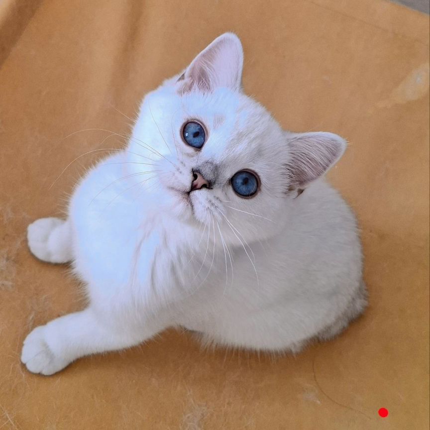 Кошечка британская шиншилла