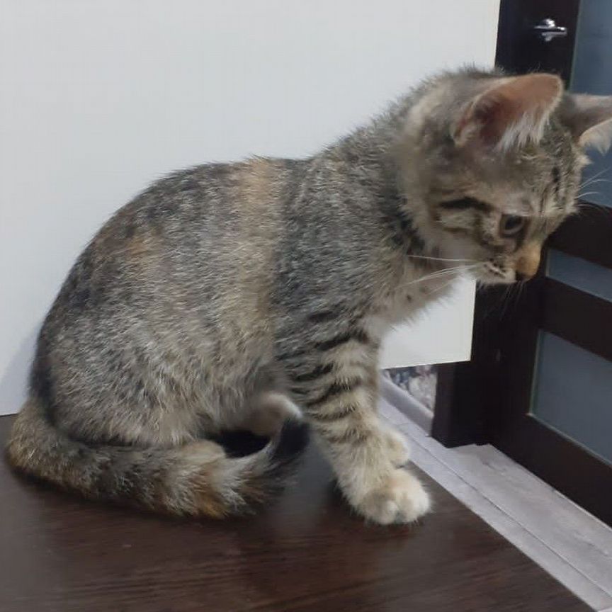 Котенок в добрые руки