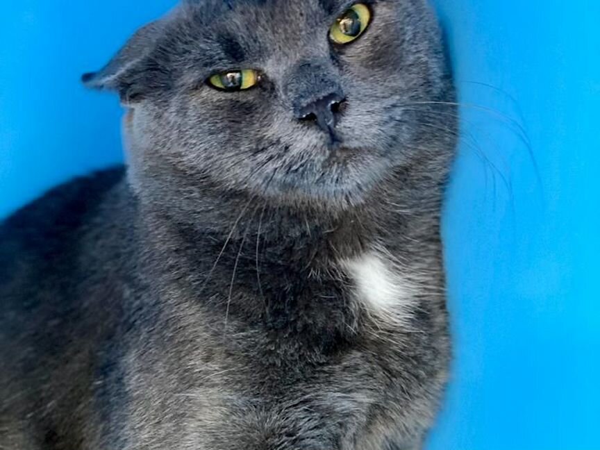 Русская голубая кошка