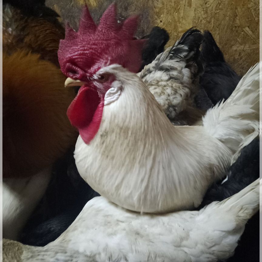 Петухи домашние на мясо, 10,9, 8 месячные