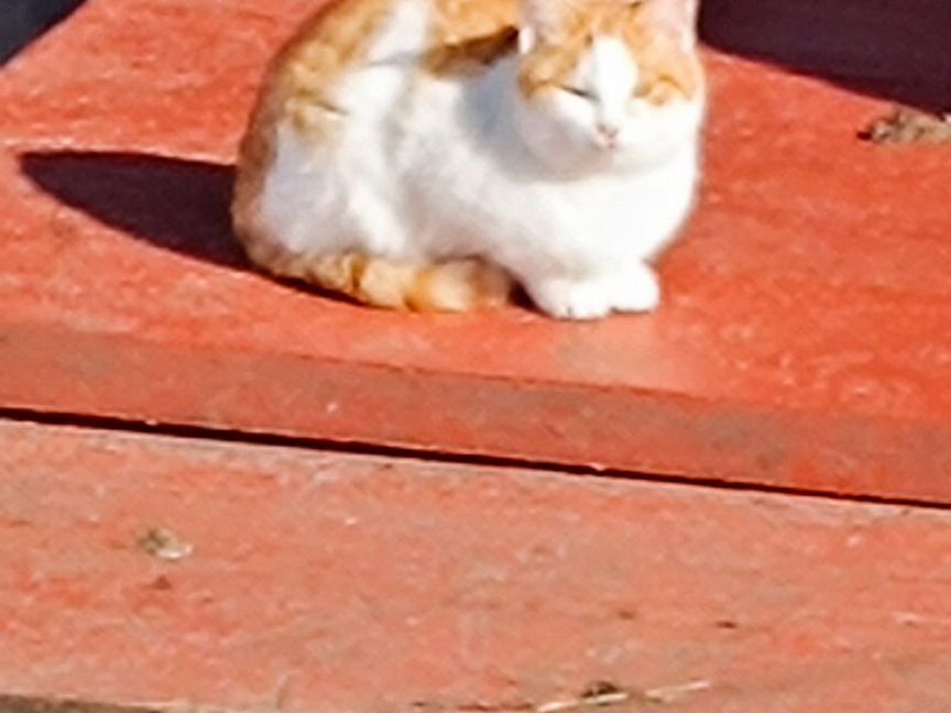 Котята 1 годик