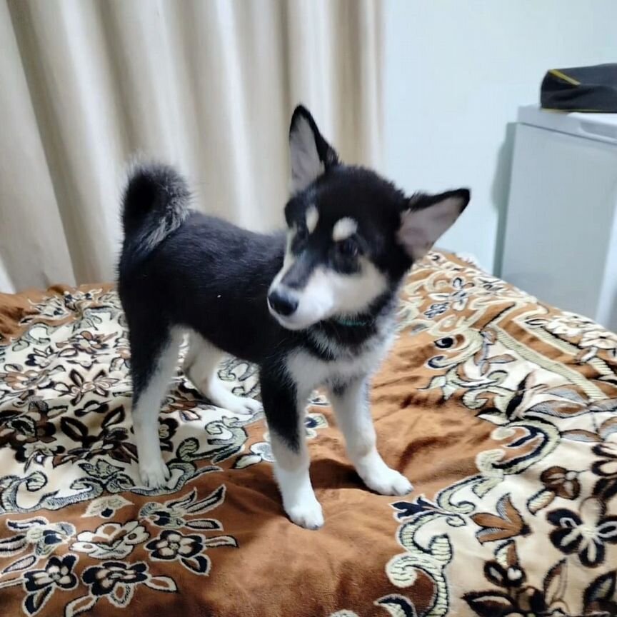 Щенки девочки