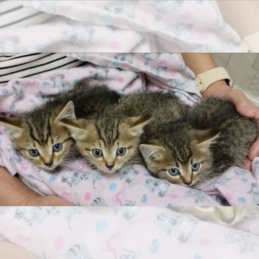 Котята ищут дом, полный любви и тепла