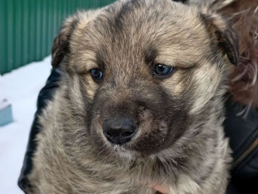 Малыш ищет себе хозяев, почти два месяца от роду