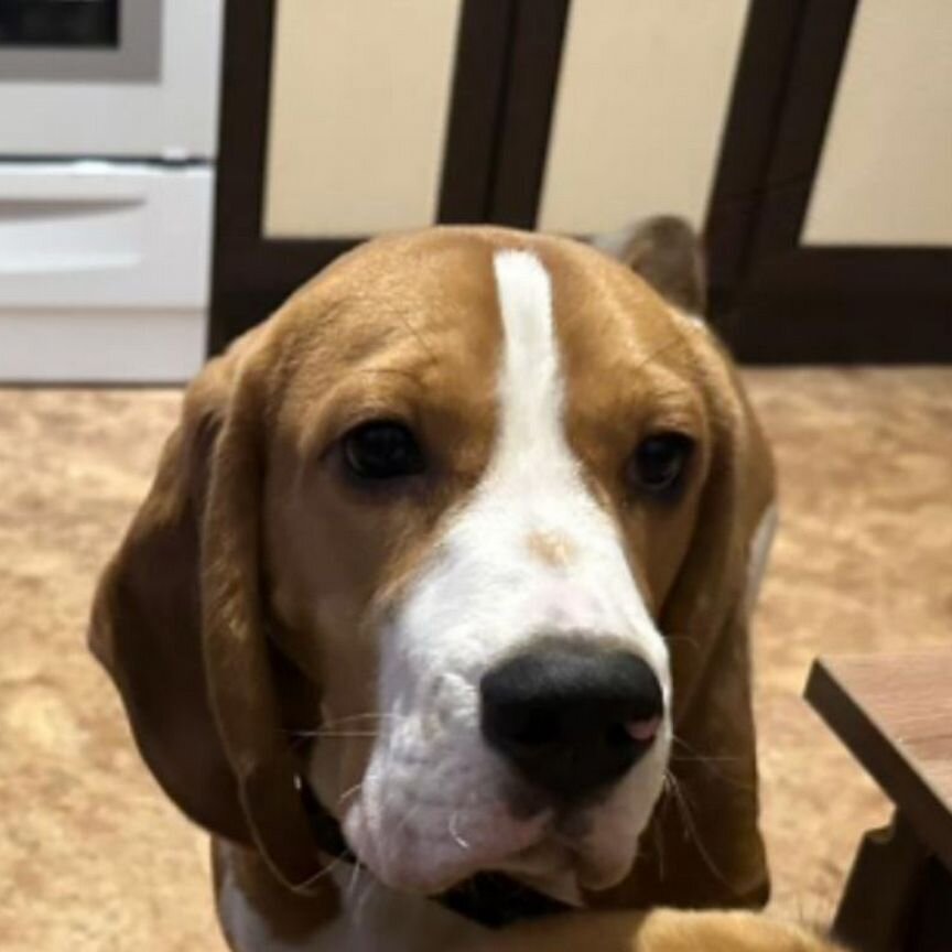 Бигль в добрые руки