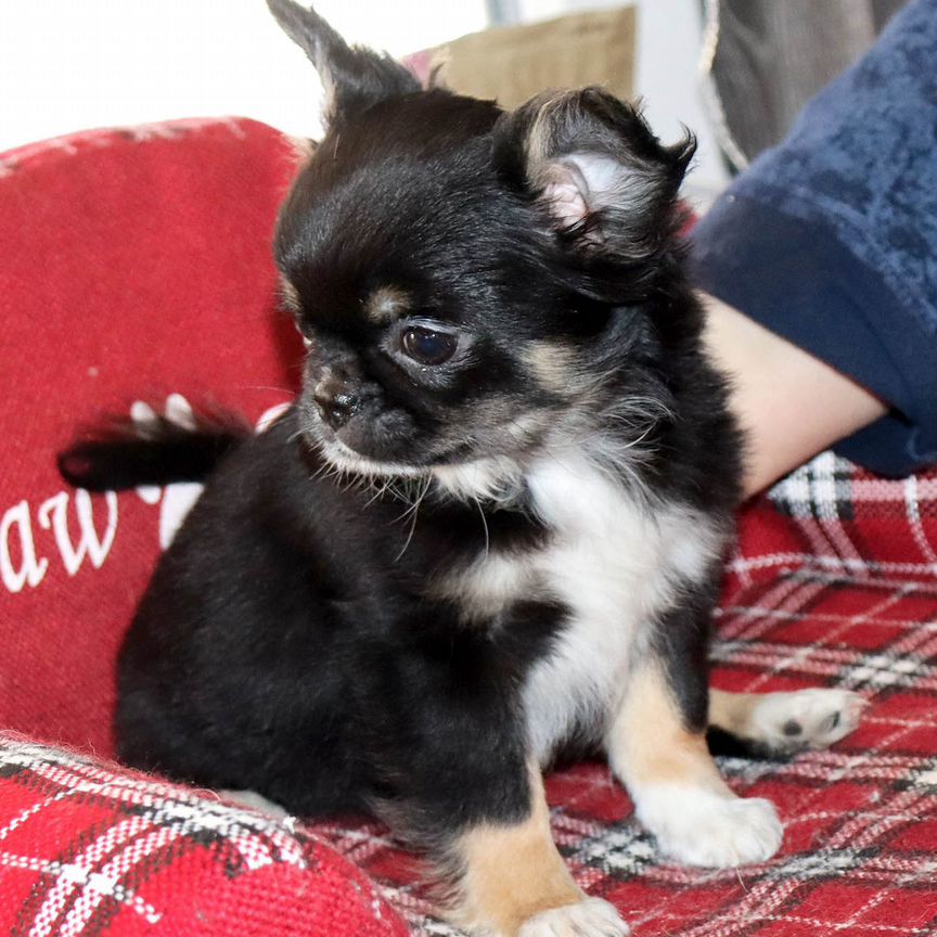 Чихуахуа, щенок