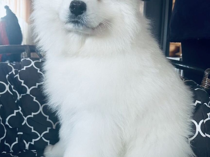 Самоед в феврале