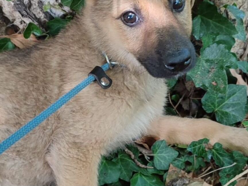 Тэя, Щенок метис