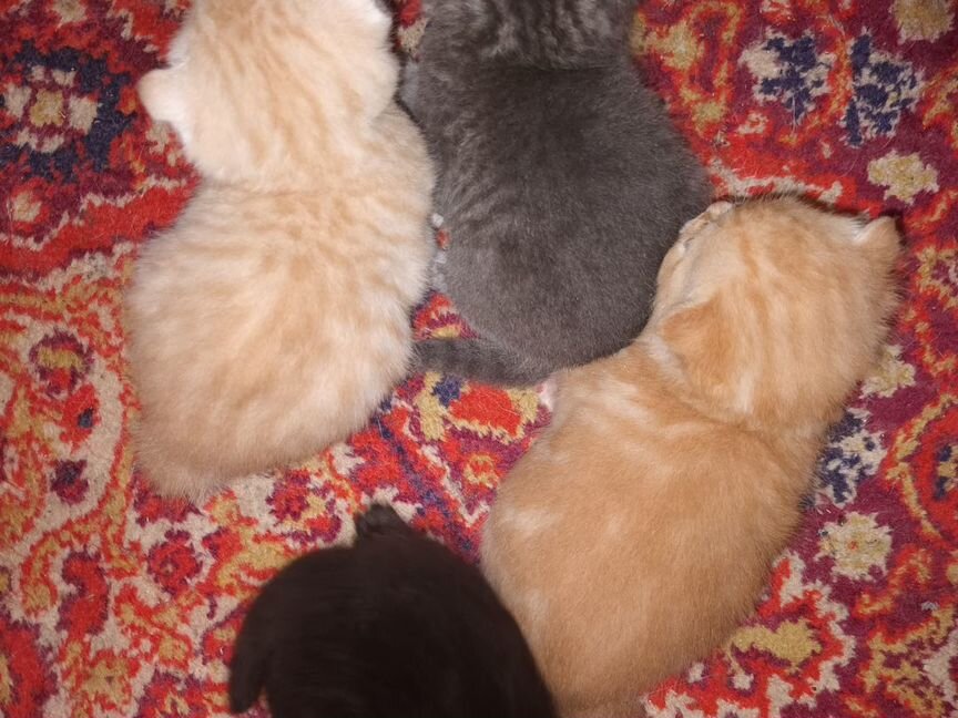 Котята шотландцы